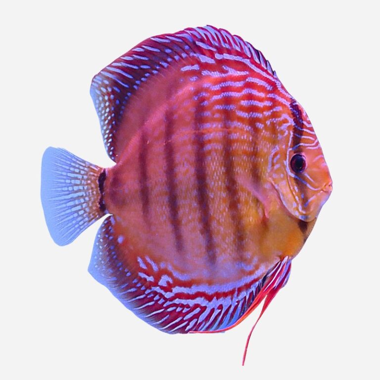 Piwowarski – Discus Passion | Passion for Discus Fish