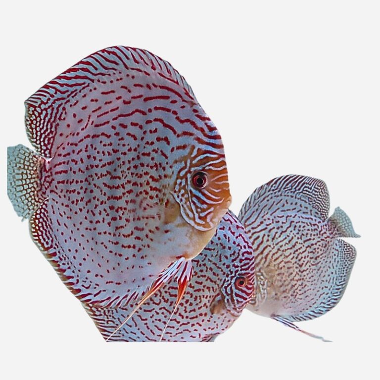 Piwowarski – Discus Passion | Passion for Discus Fish