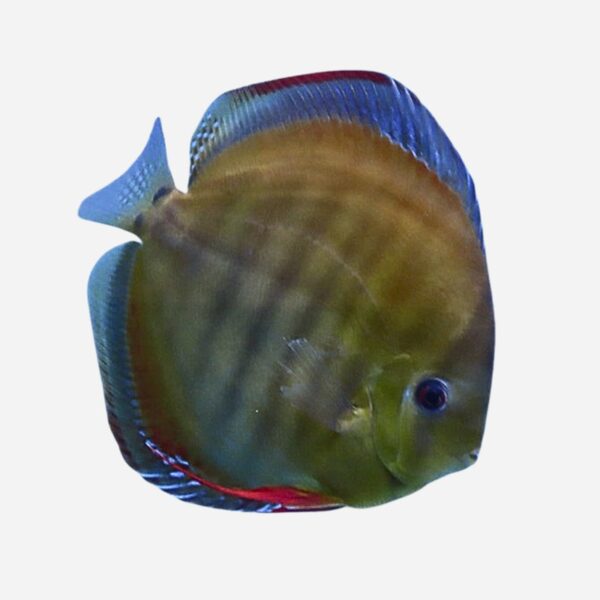 Piwowarski – Discus Passion | Passion for Discus Fish