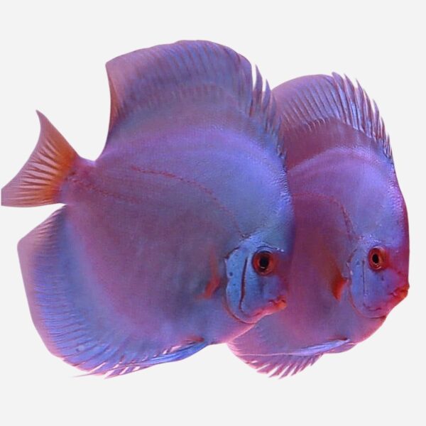 Piwowarski – Discus Passion | Passion for Discus Fish